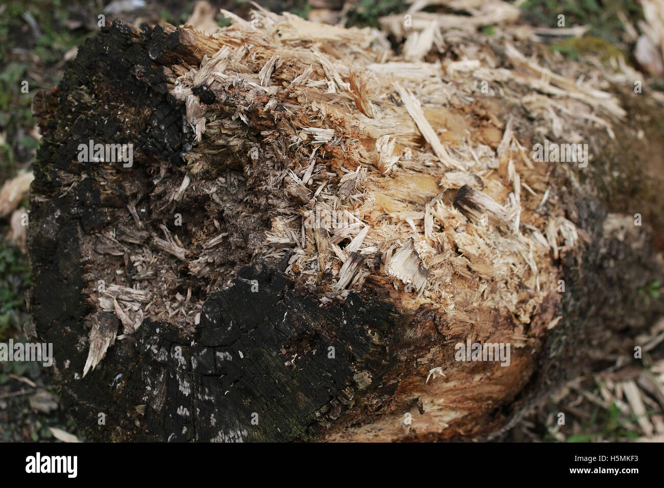texture mouldering stump Stock Photo - Alamy