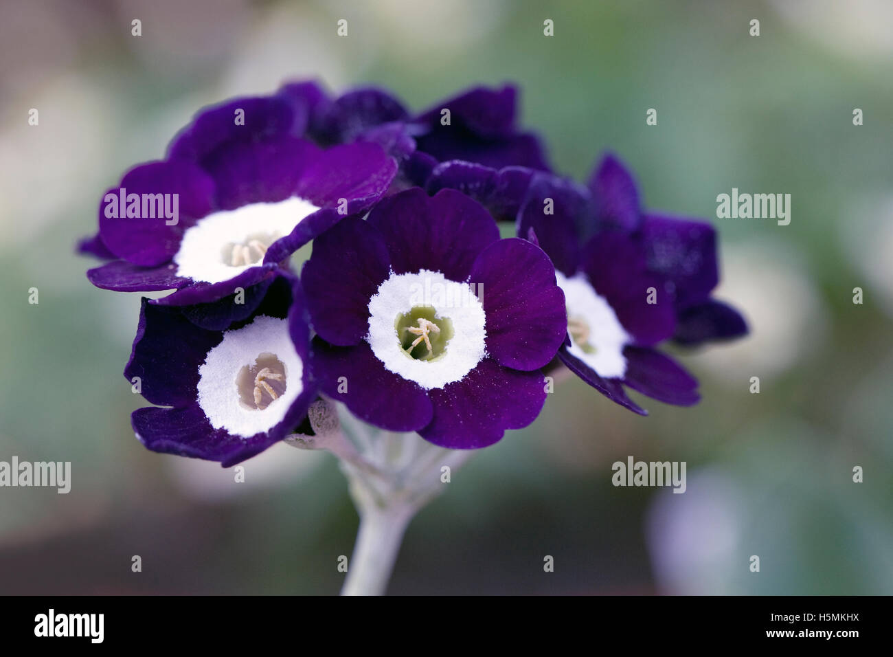 Flower auriculas hi-res stock photography and images - Alamy