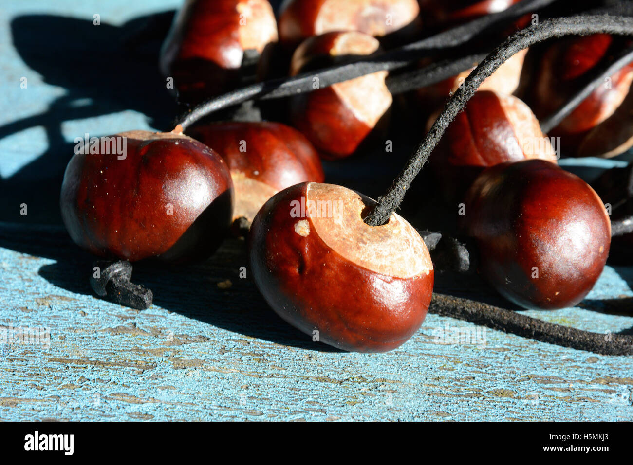 World conker championships hi-res stock photography and images - Alamy