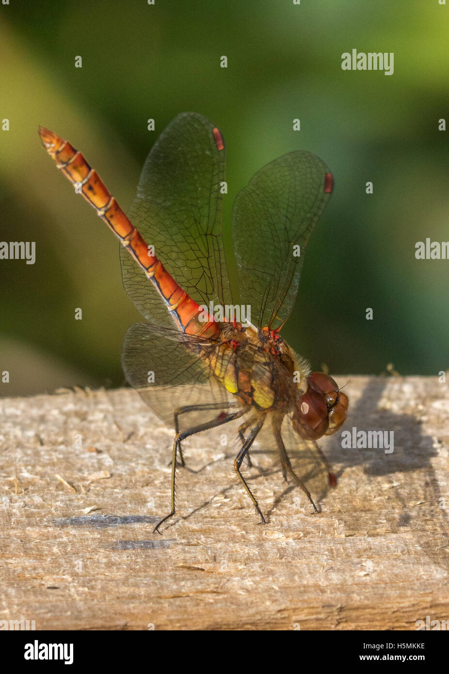Male Darter dragonfly in the "Obelisk" stance Stock Photo - Alamy