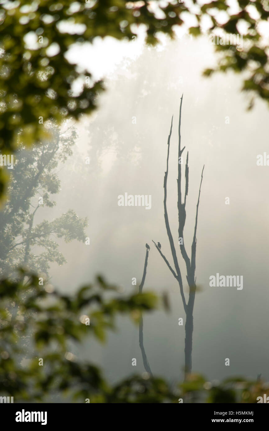 dead tree and foreground leaves in fog Stock Photo - Alamy