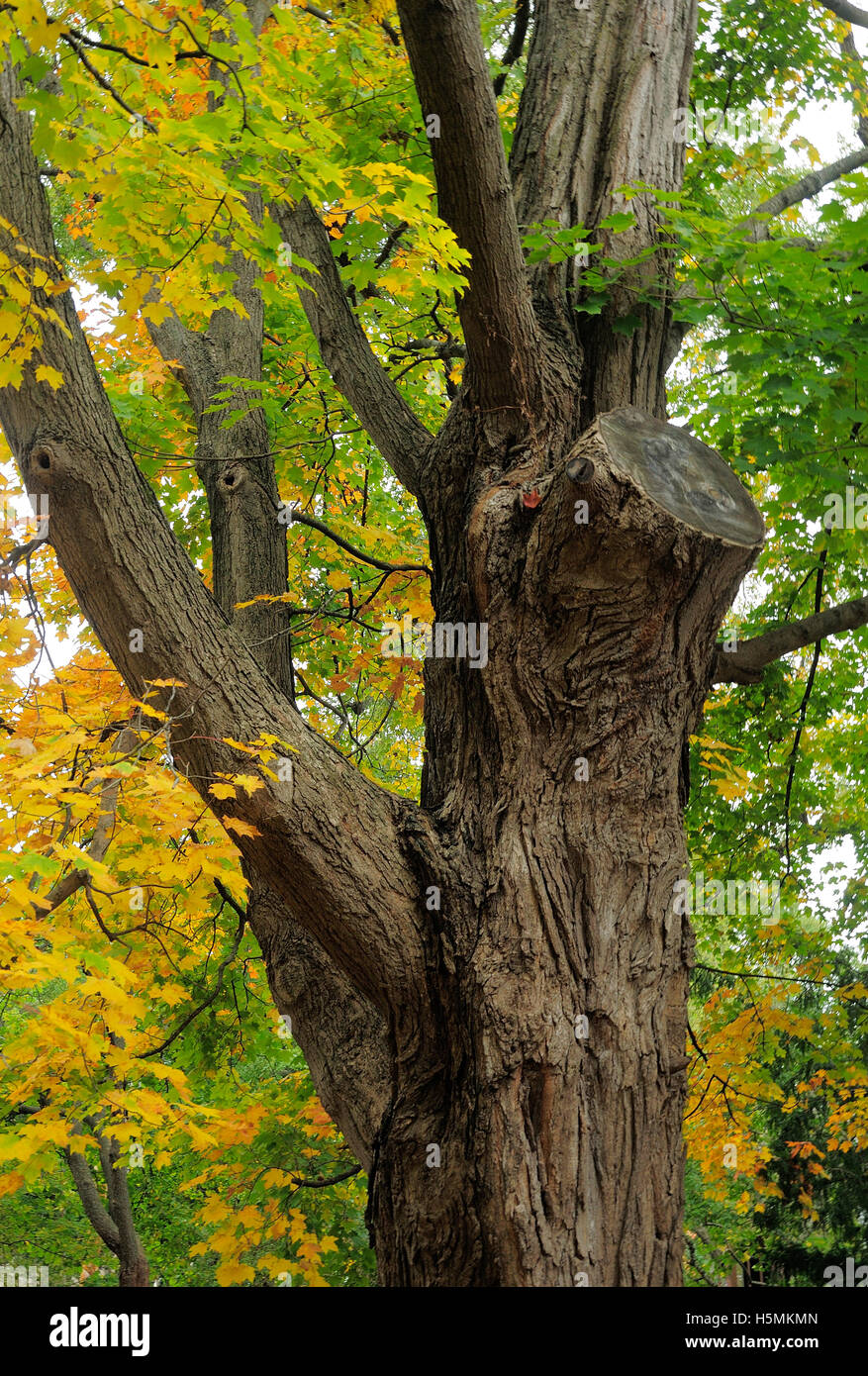 Old maple tree hi-res stock photography and images - Alamy