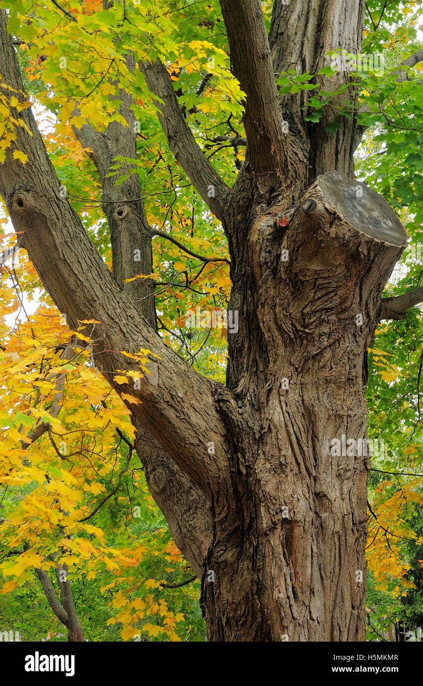 Old maple tree hi-res stock photography and images - Alamy