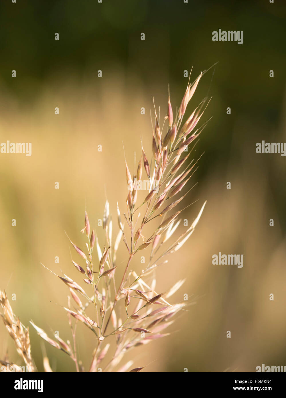 tan weed closeup Stock Photo - Alamy