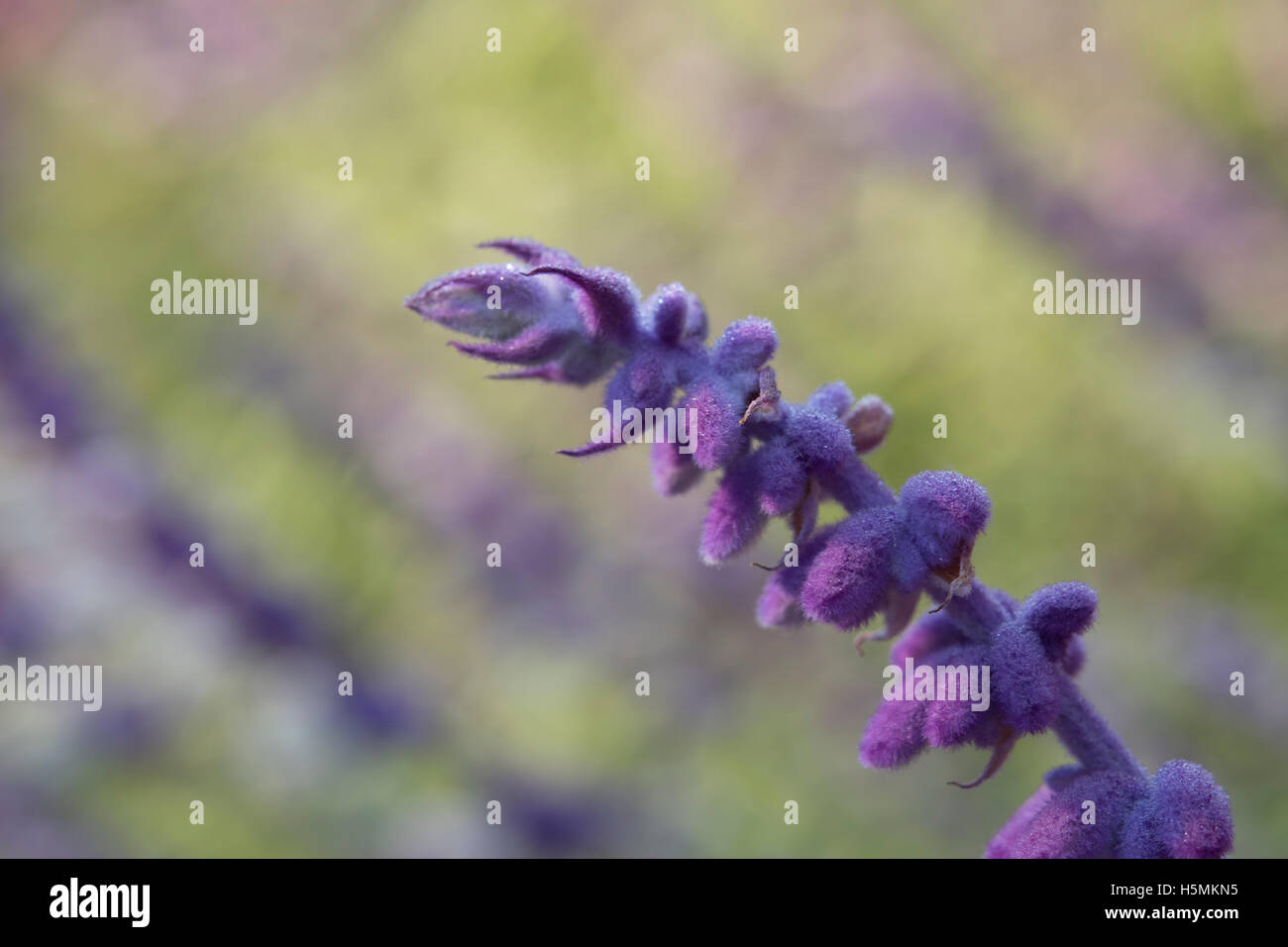 purple flower diagonal Stock Photo - Alamy