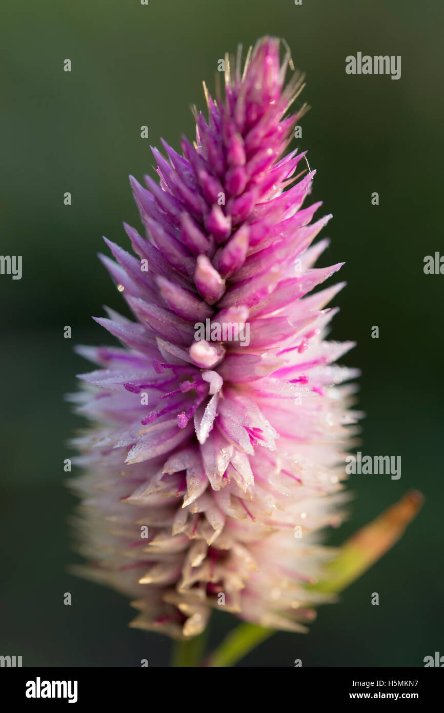 magenta flower blooming closeup Stock Photo - Alamy