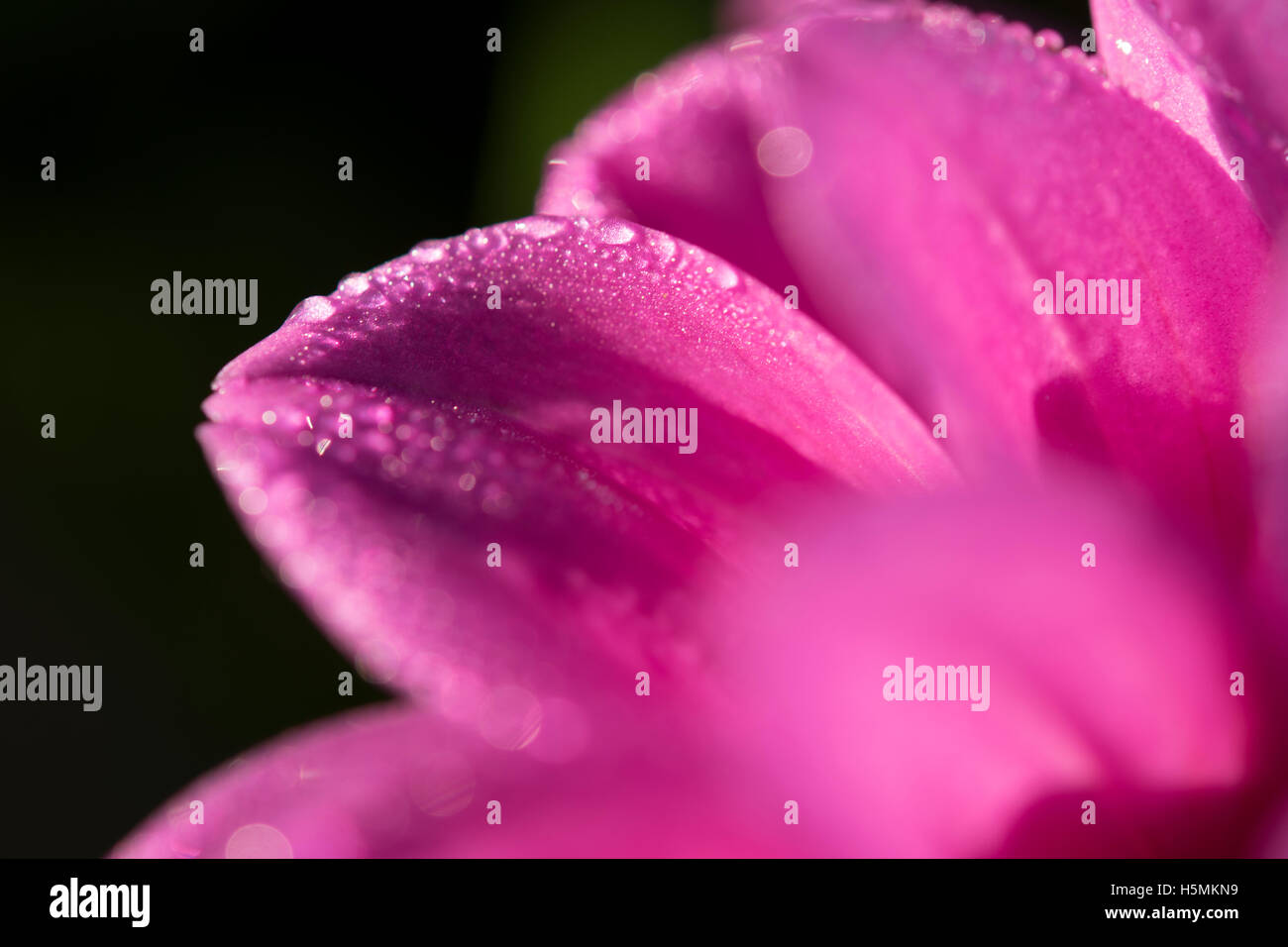 Magenta color flower hi-res stock photography and images - Alamy