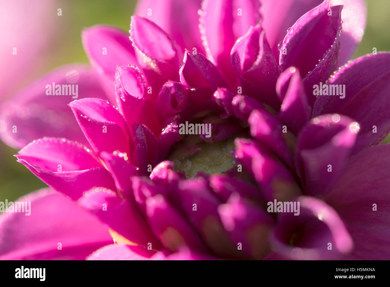 Magenta flower hi-res stock photography and images - Alamy