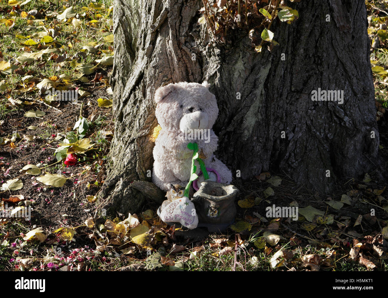 Teddy bear in a tree hi-res stock photography and images - Alamy