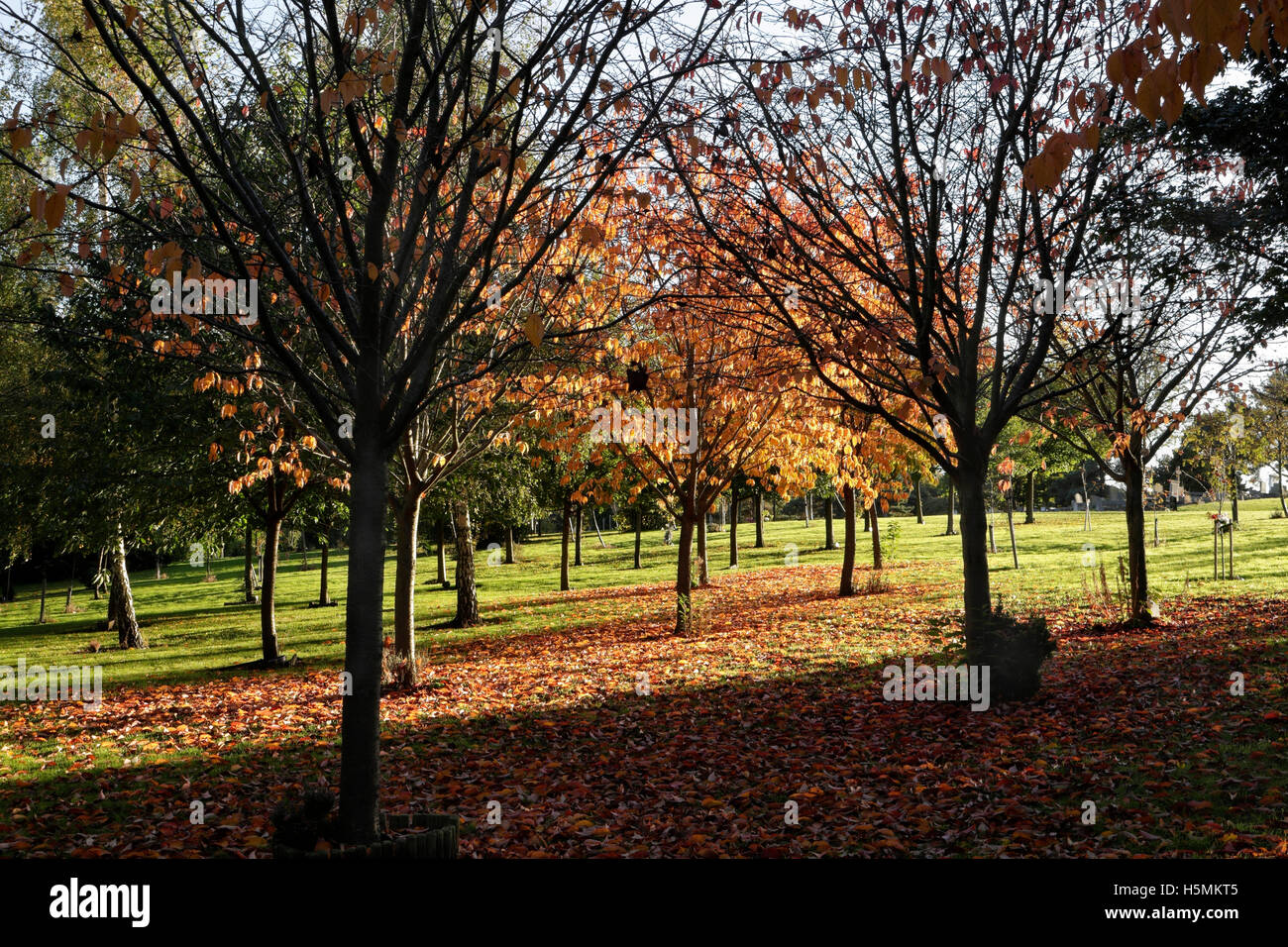 Leaves falling hi-res stock photography and images - Alamy