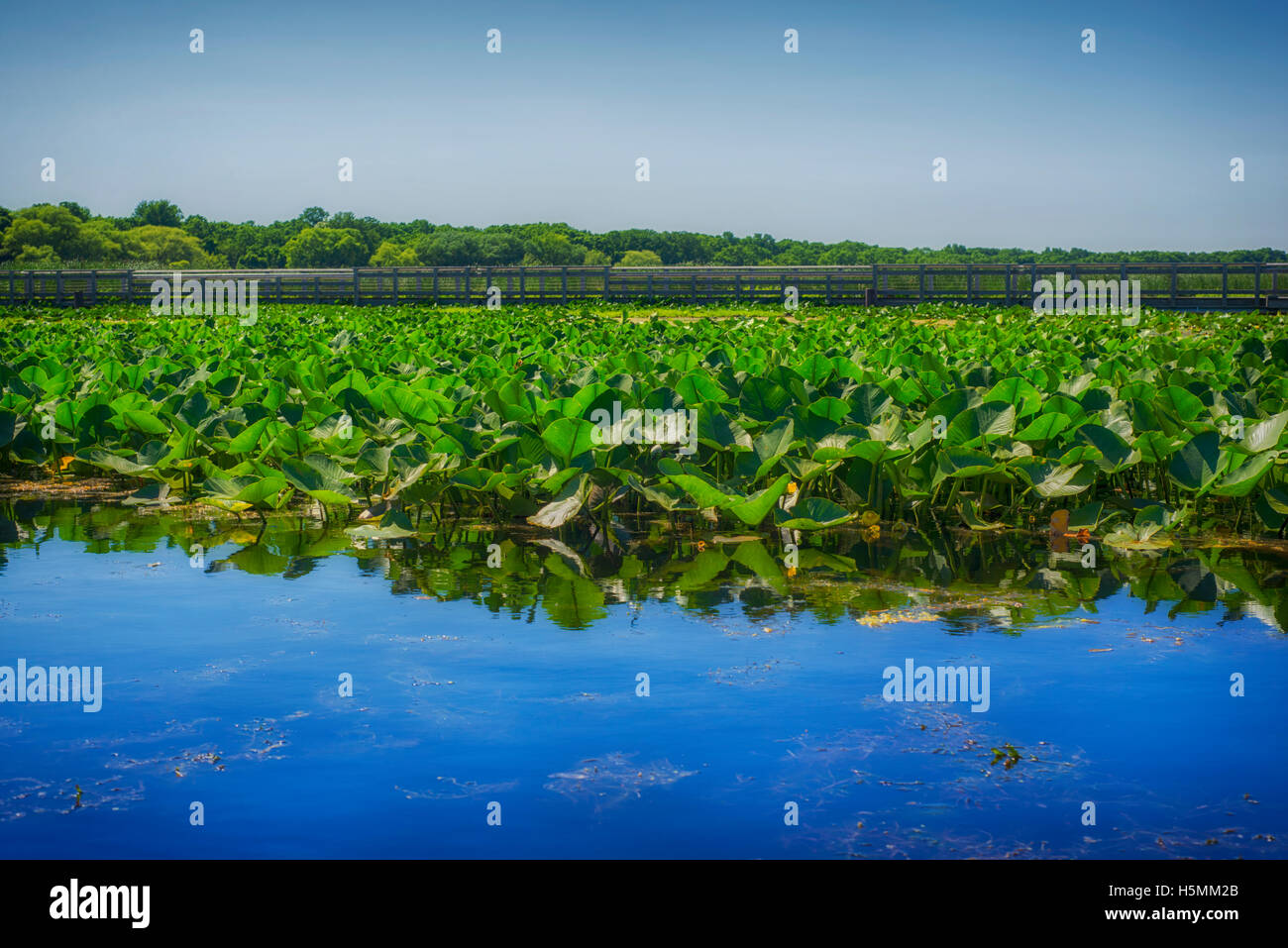 Marsh area and wooden deck at Point Pelee National Park, Ontario ...