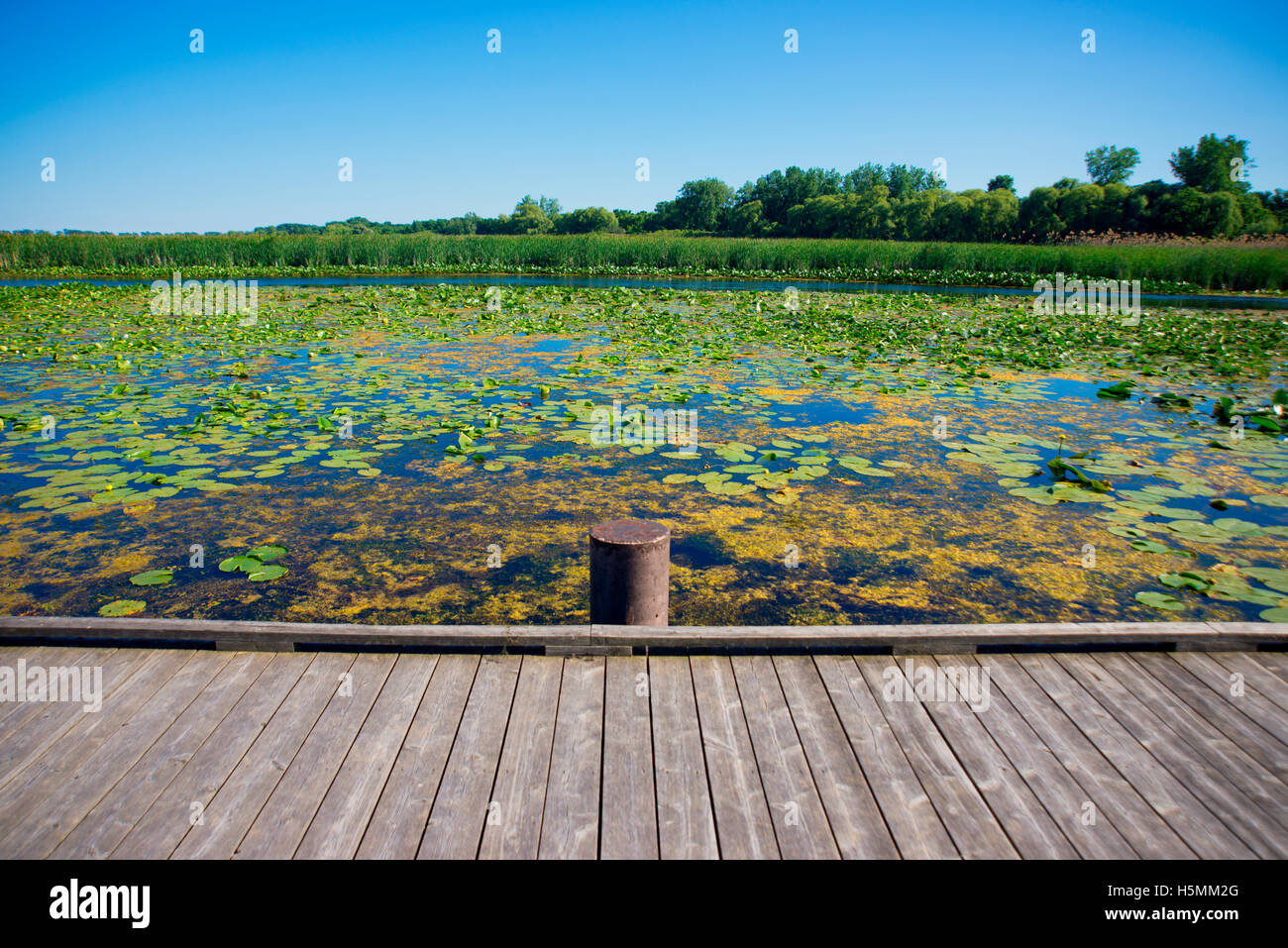 Wooden deck and marsh area in Point Pelee National Park, Ontario ...