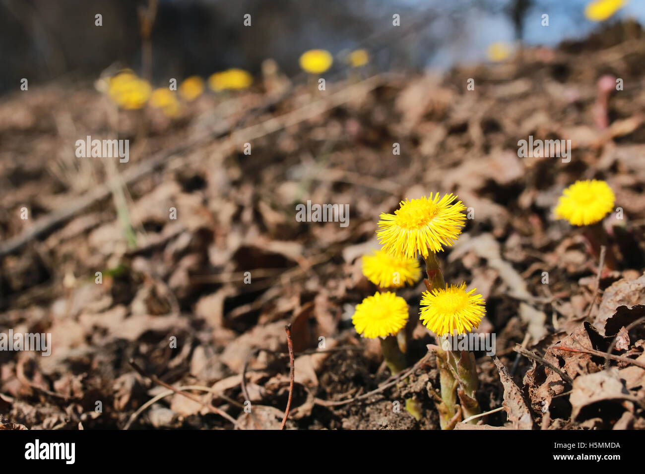 yellow first flowers Stock Photo - Alamy