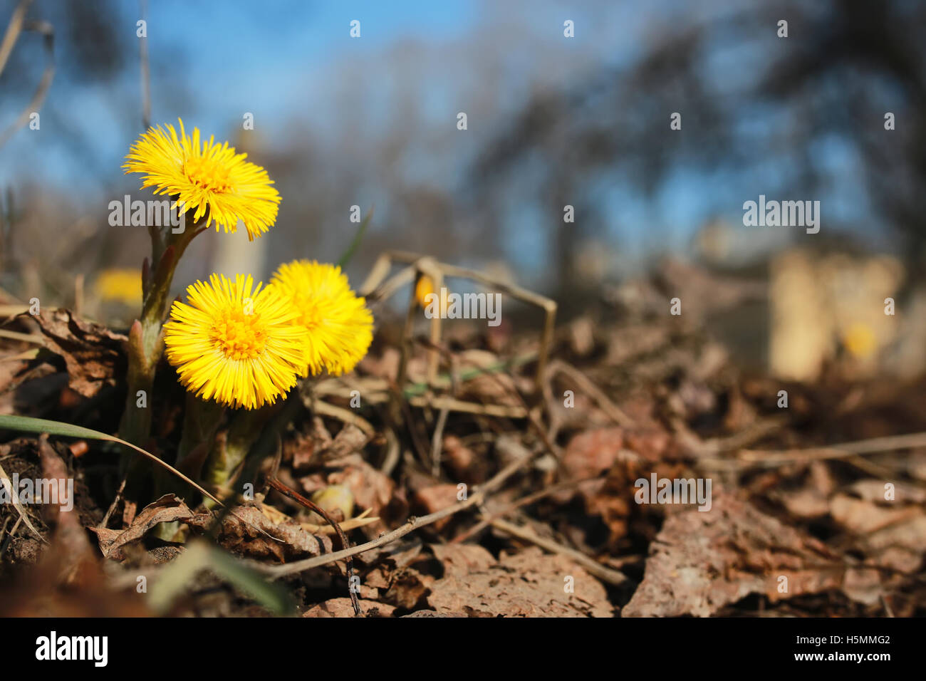 yellow first flowers Stock Photo - Alamy
