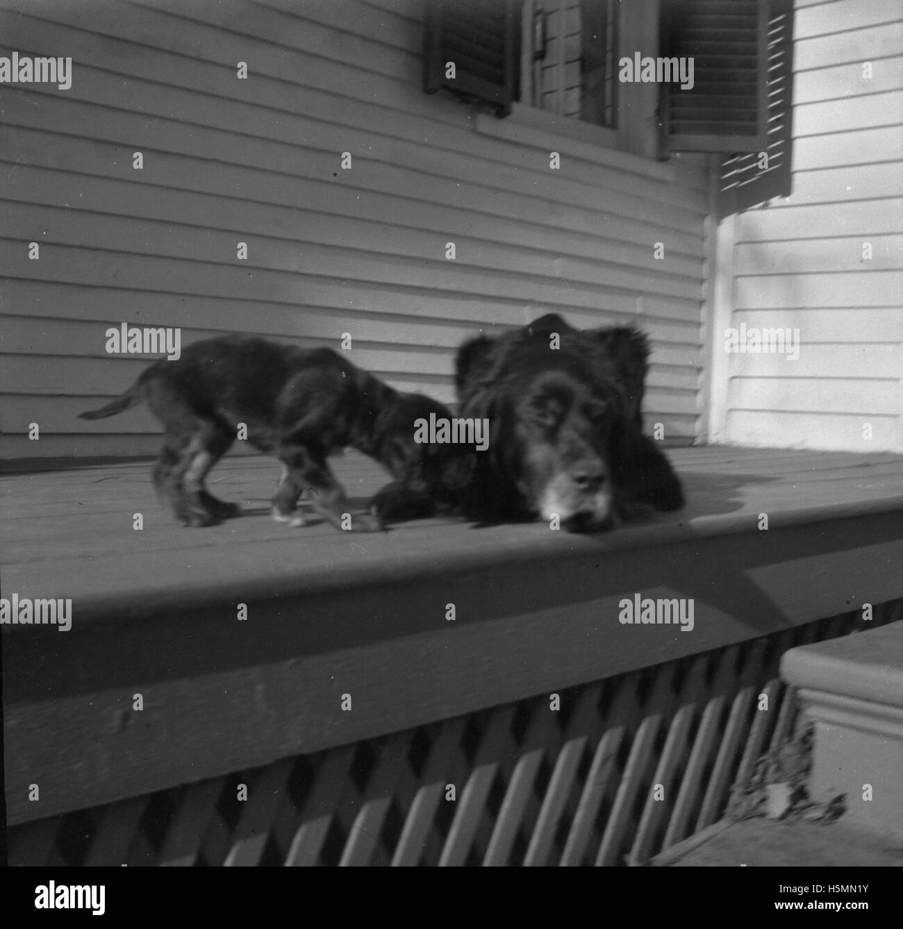 Bob and Bob Jr. were notable figures in November 1899, likely ...