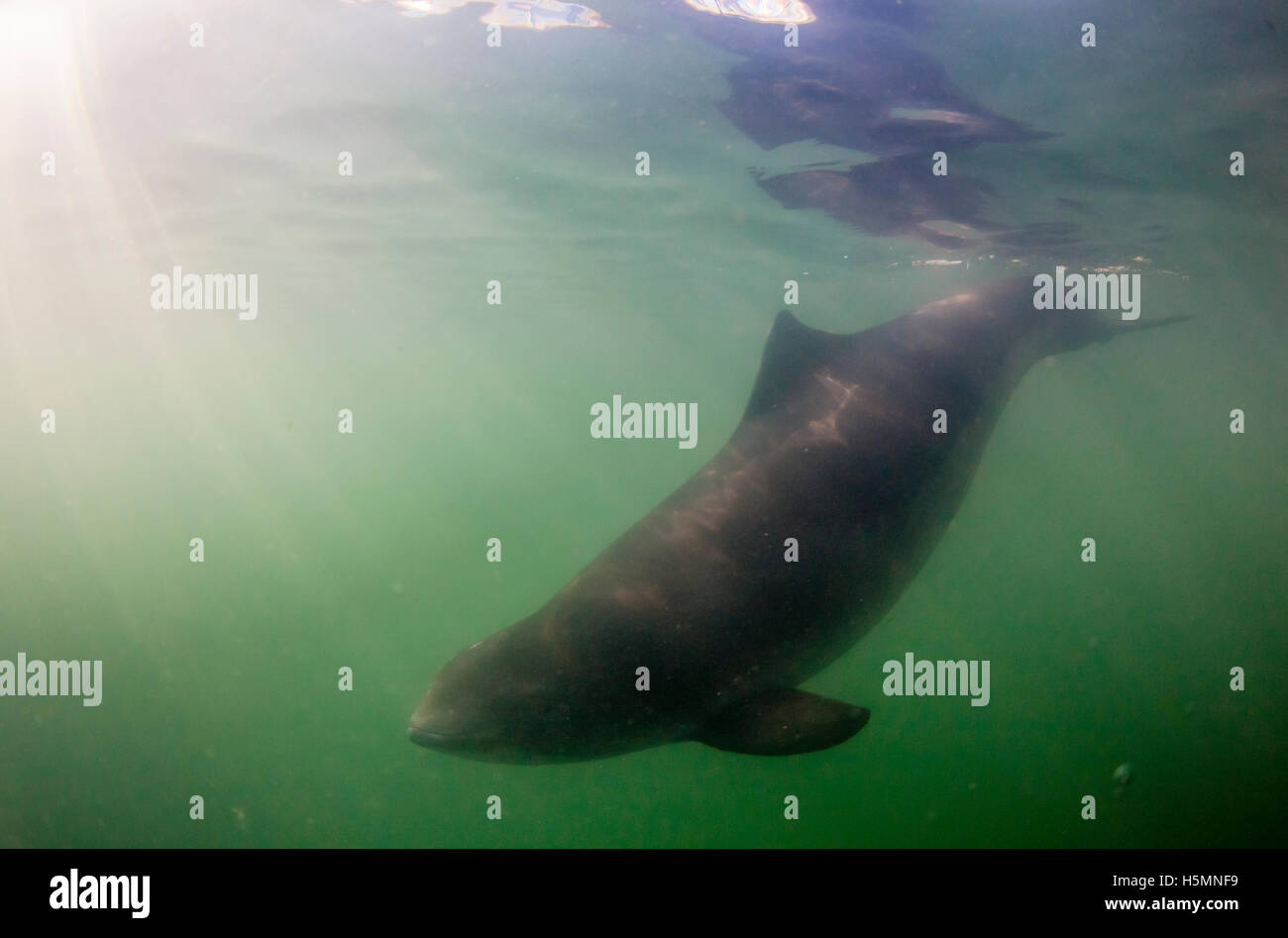 The harbour porpoise (Phocoena phocoena) at the research station at ...