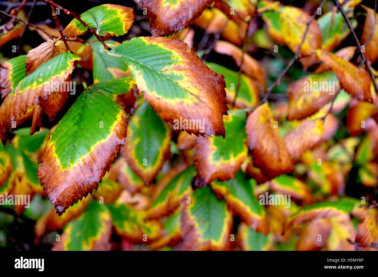 Michigan wildflowers hi-res stock photography and images - Alamy