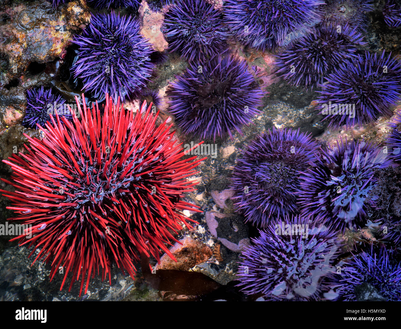 Purple Sea Urchins