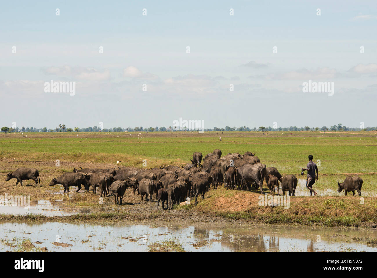Paddy fields in sri lanka hi-res stock photography and images - Alamy