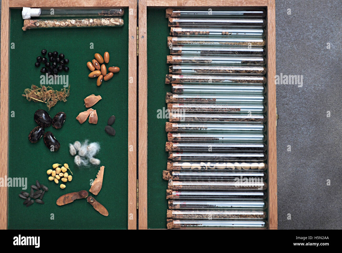 home collection of seeds Stock Photo - Alamy