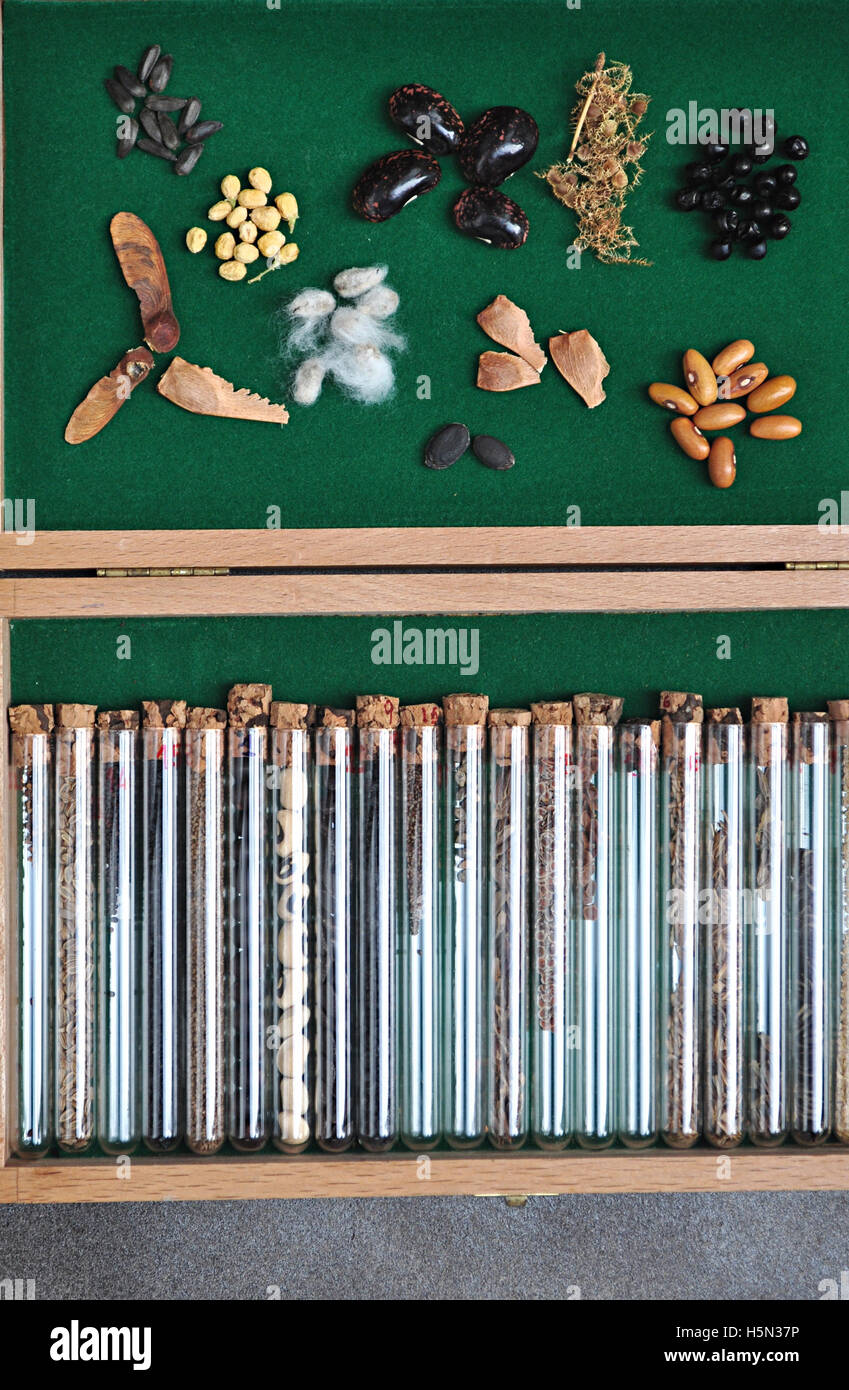 home collection of seeds Stock Photo - Alamy