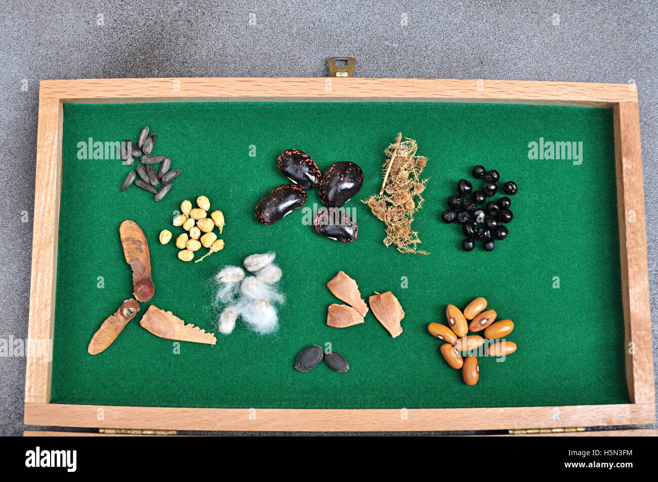 home collection of seeds Stock Photo - Alamy