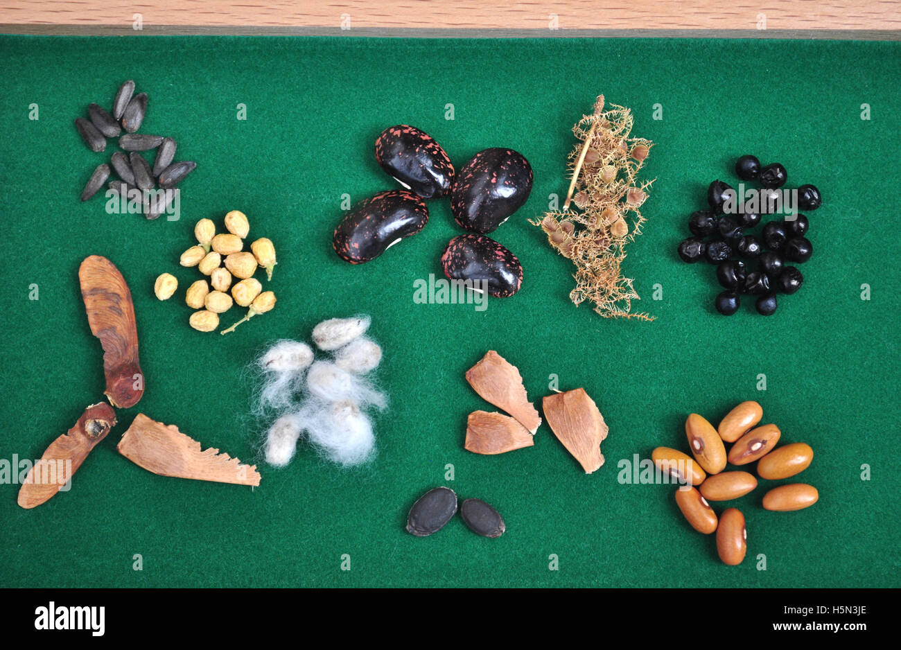 home collection of seeds Stock Photo - Alamy