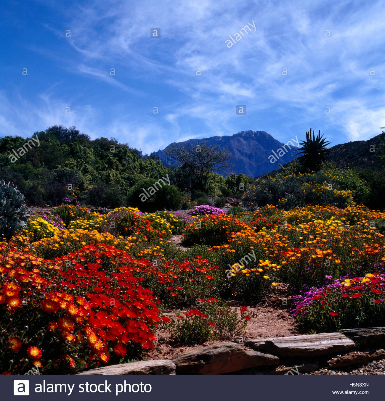 Vygies Stock Photos & Vygies Stock Images - Alamy