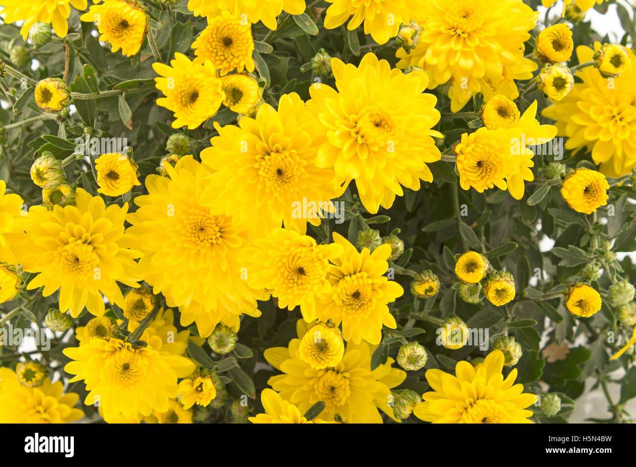 Yellow Chrysanthemum Closeup Stock Photo - Alamy