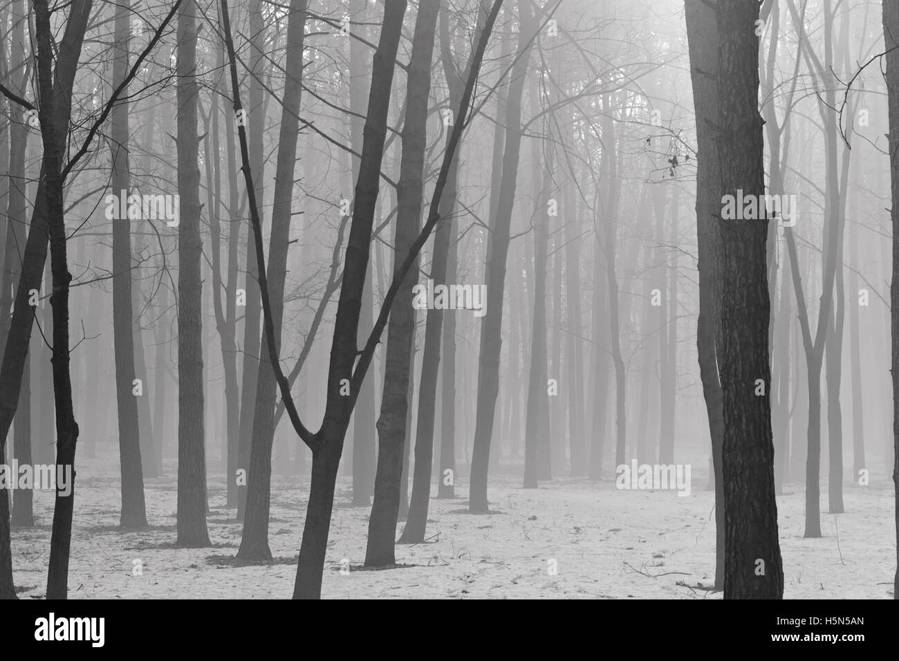 Forest trees woods hi-res stock photography and images - Alamy