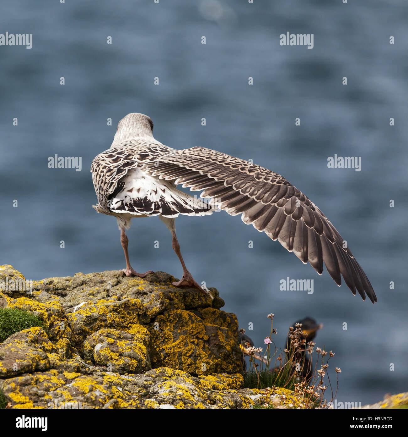 Young seagull spreading its wing Stock Photo - Alamy