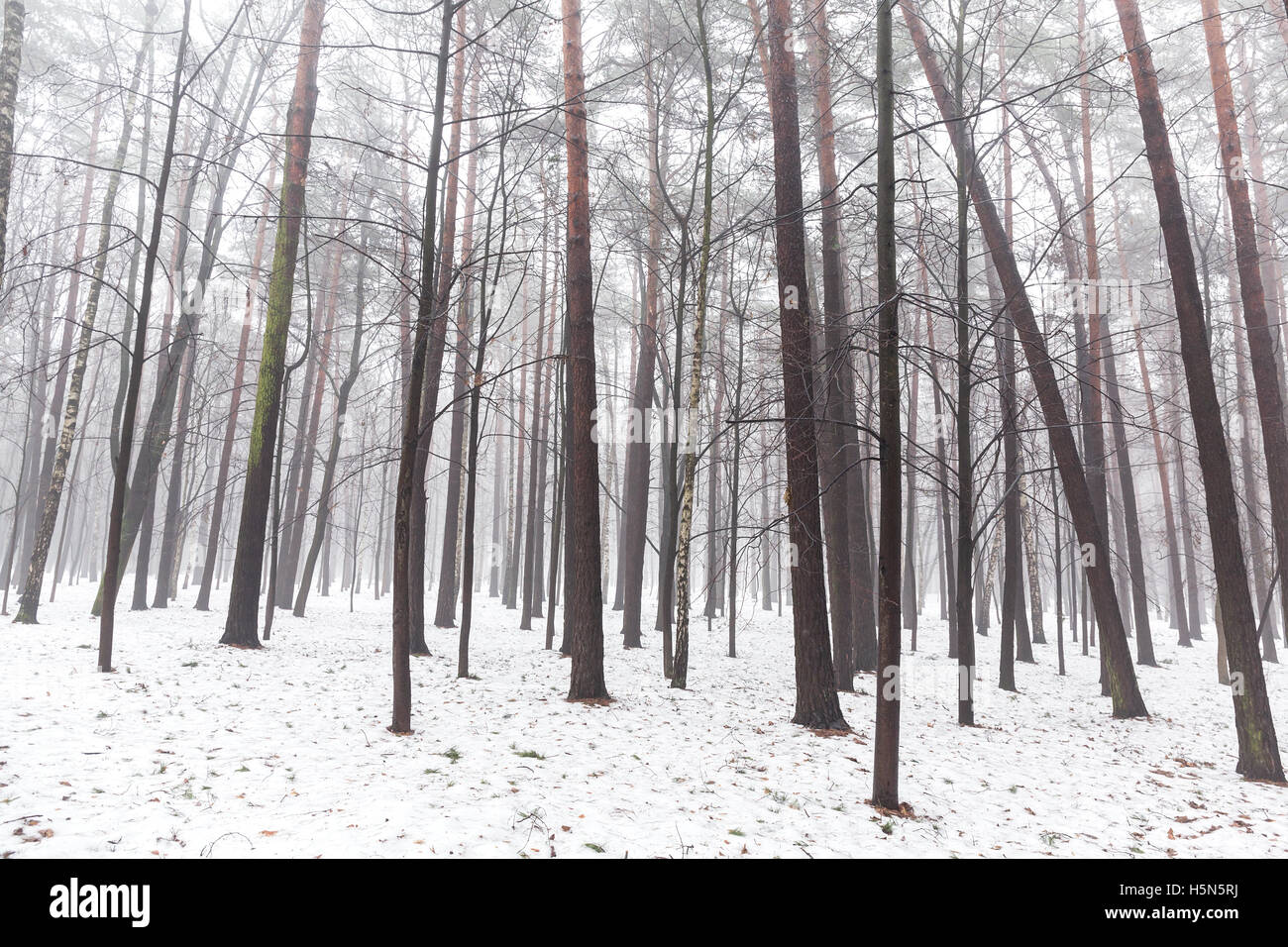 Mixed winter forest hi-res stock photography and images - Alamy