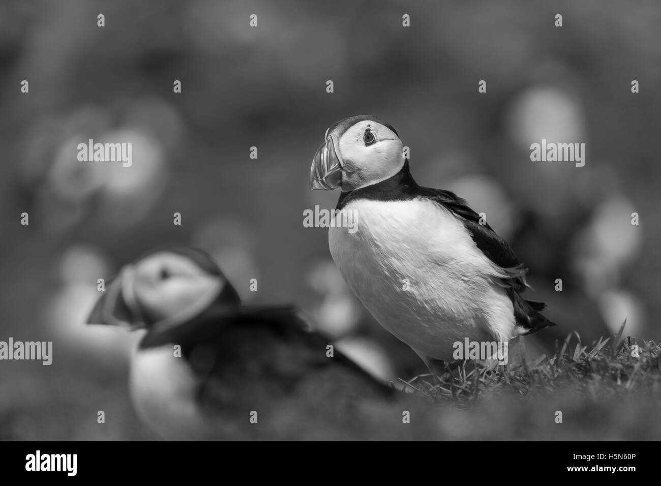 Puffins in grass on Treshnish Isles, Scotland Stock Photo - Alamy