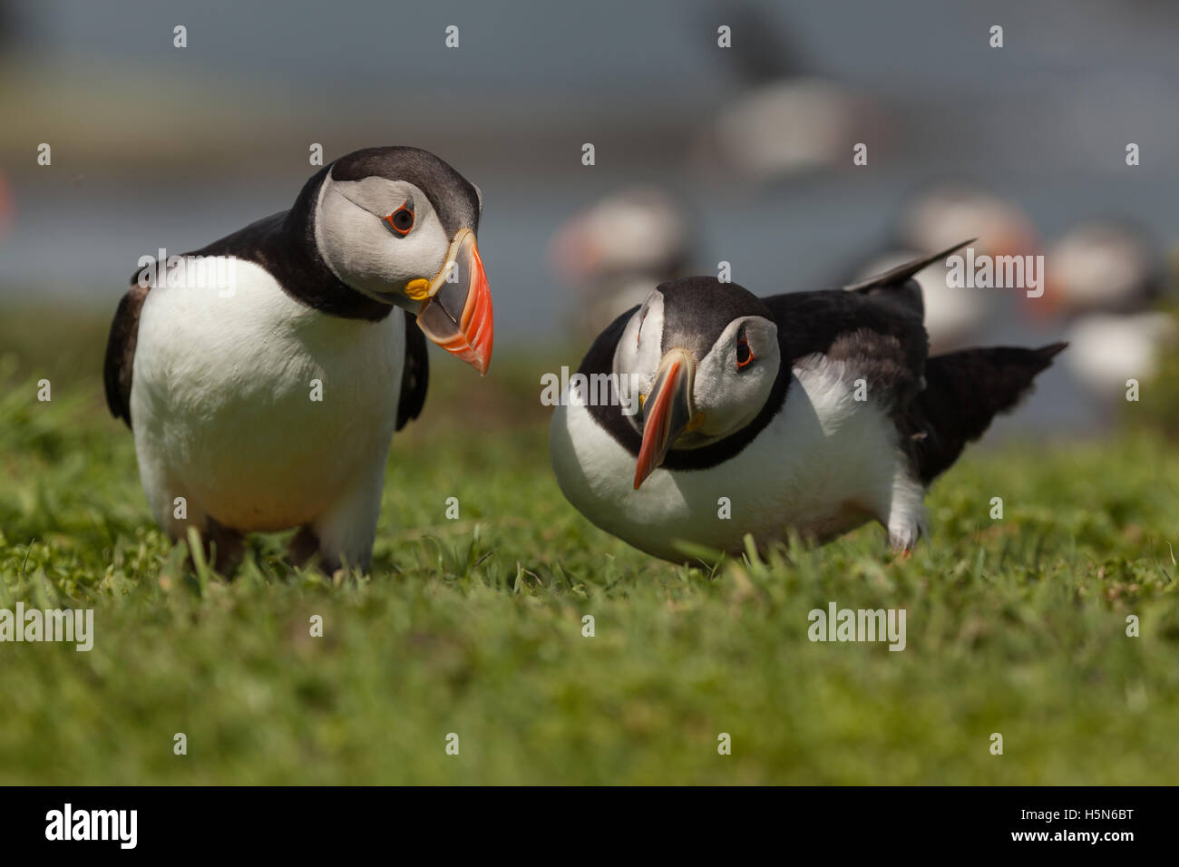 Green grass breeding colony hi-res stock photography and images - Alamy