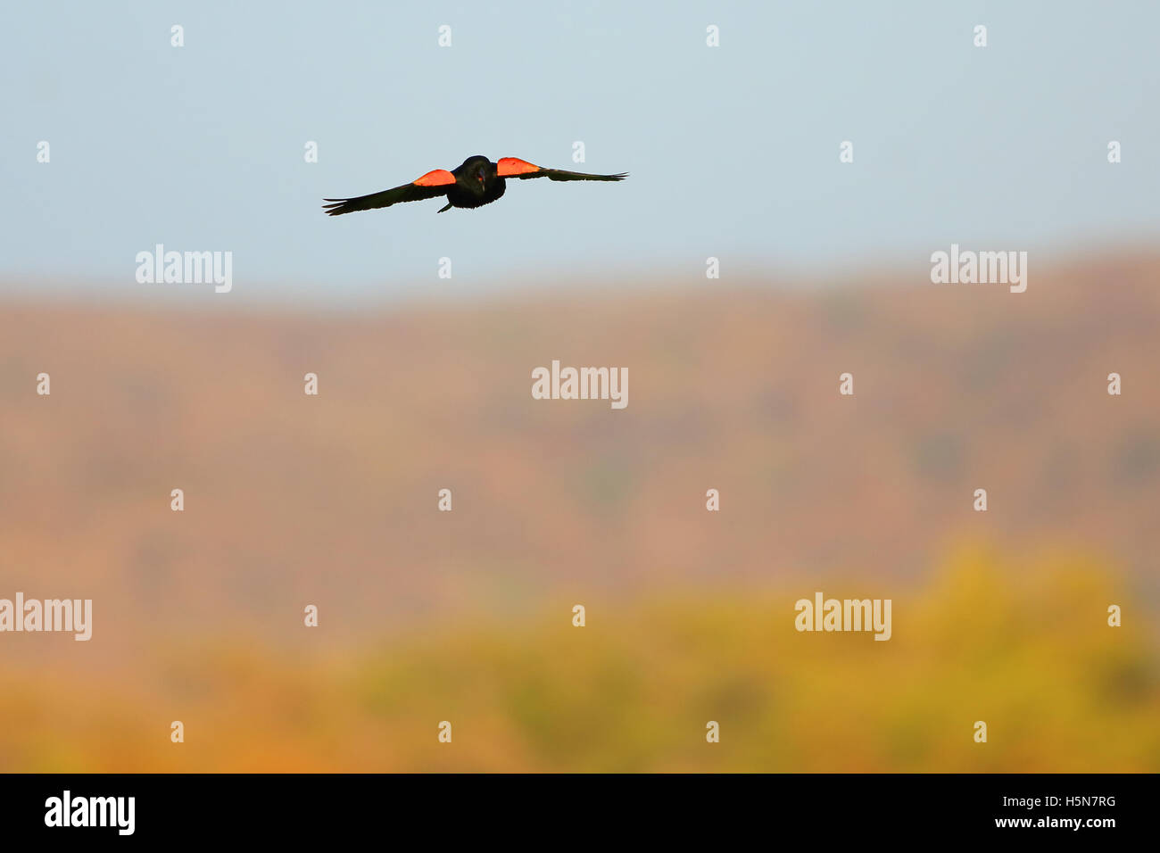 Phoeniceus High Resolution Stock Photography and Images - Alamy