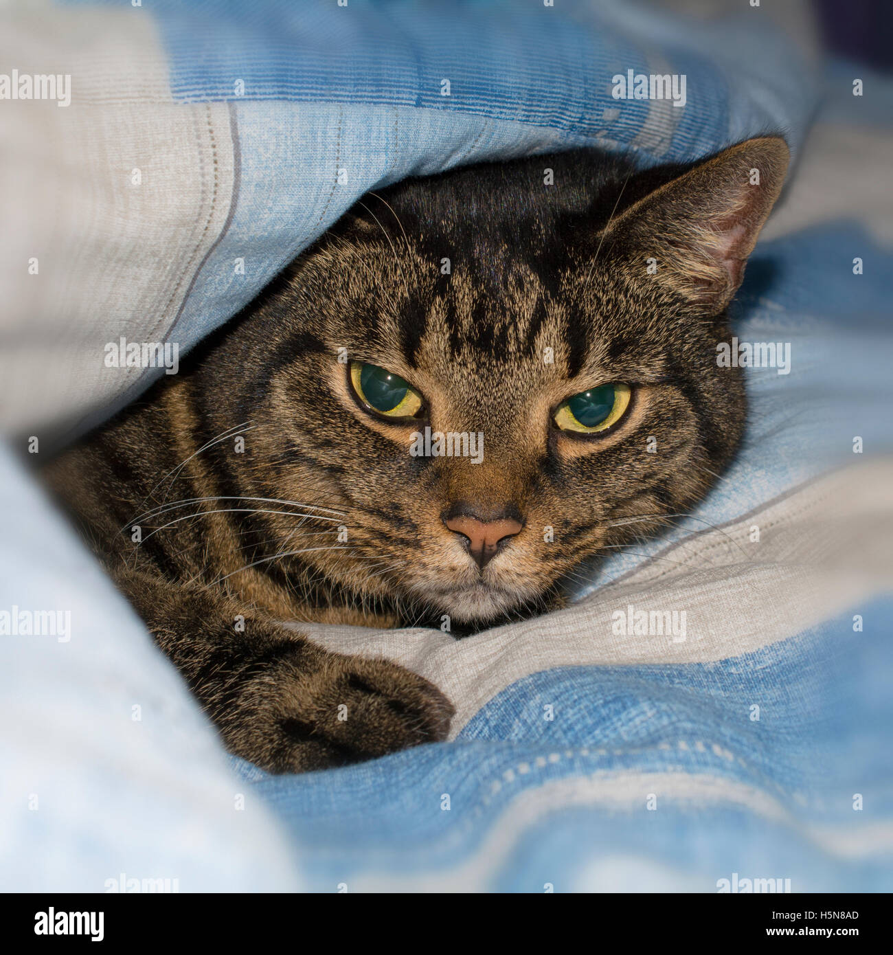 Tabby green eyes hi-res stock photography and images - Alamy