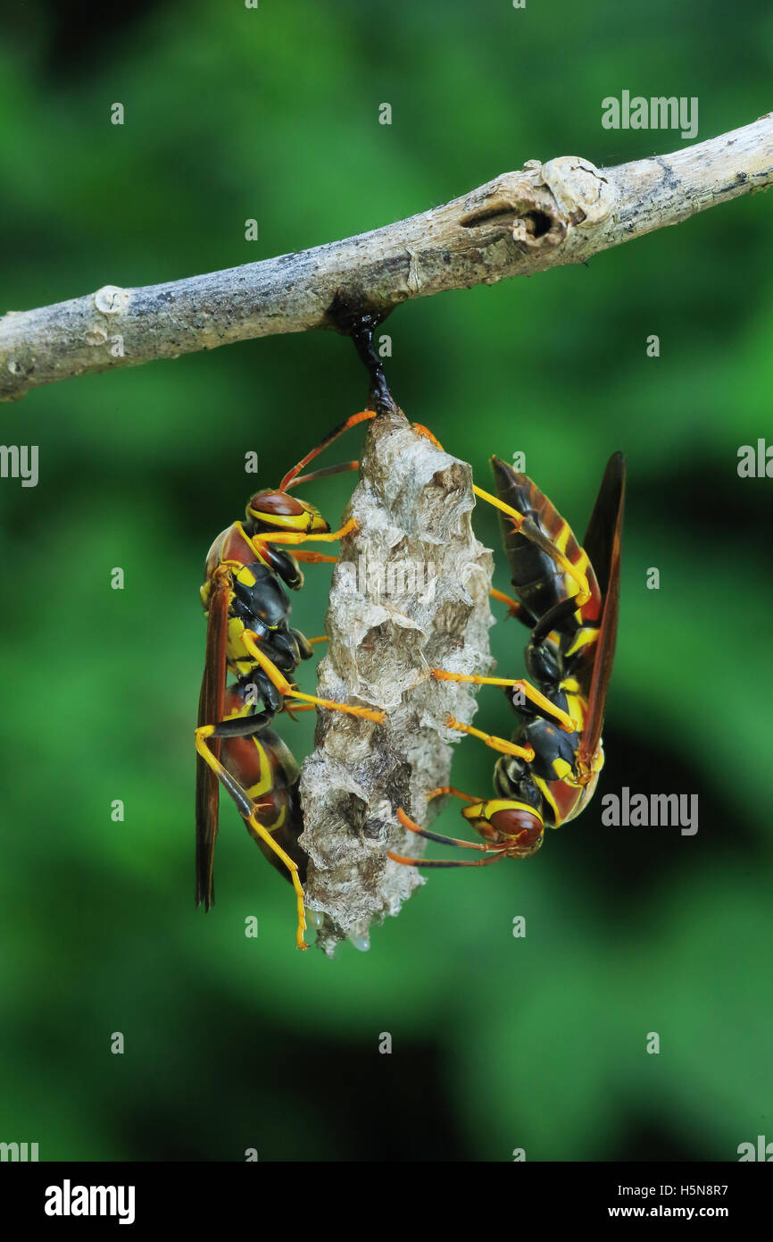 Paper wasps (Polistes instabilis) building their nest. Note larva at ...