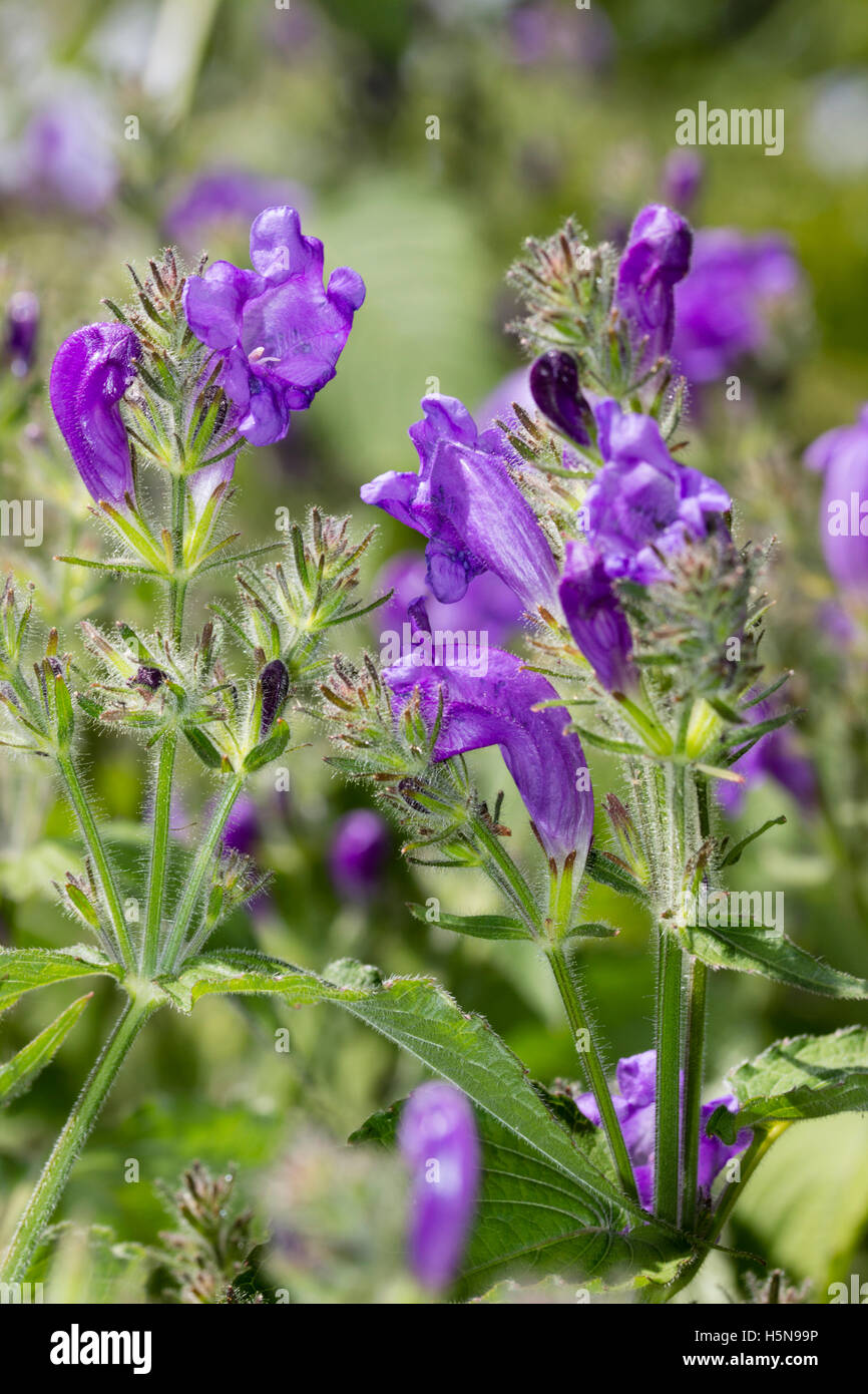 Unusual Blue Flowers