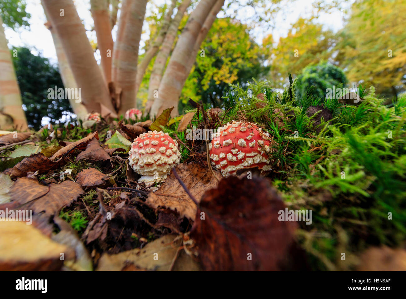 Mushroom under birch hi-res stock photography and images - Alamy