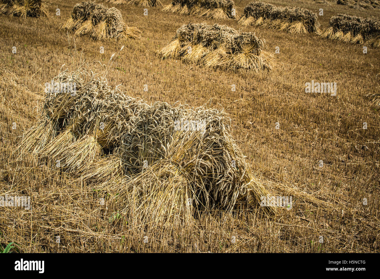 Amish tractor hi-res stock photography and images - Alamy