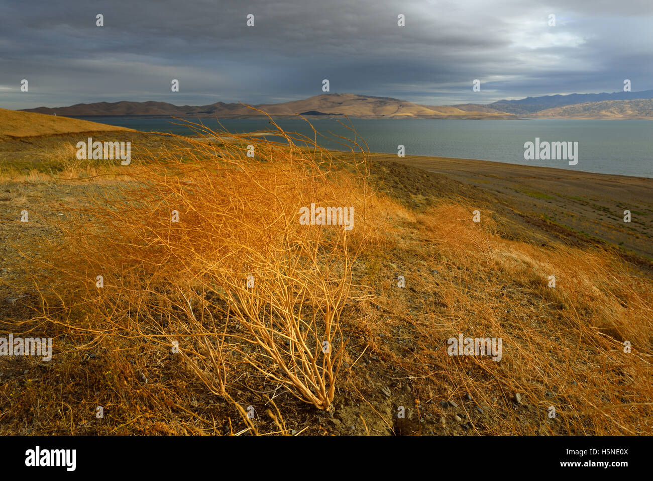 Tumbleweed (Kali tragus) on the shore of San Luis Reservoir, Los Banos ...