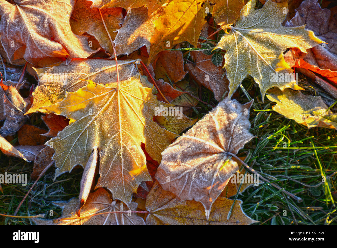 Fallen yellow maple leaves on a frosty morning on the grass Stock Photo - Alamy