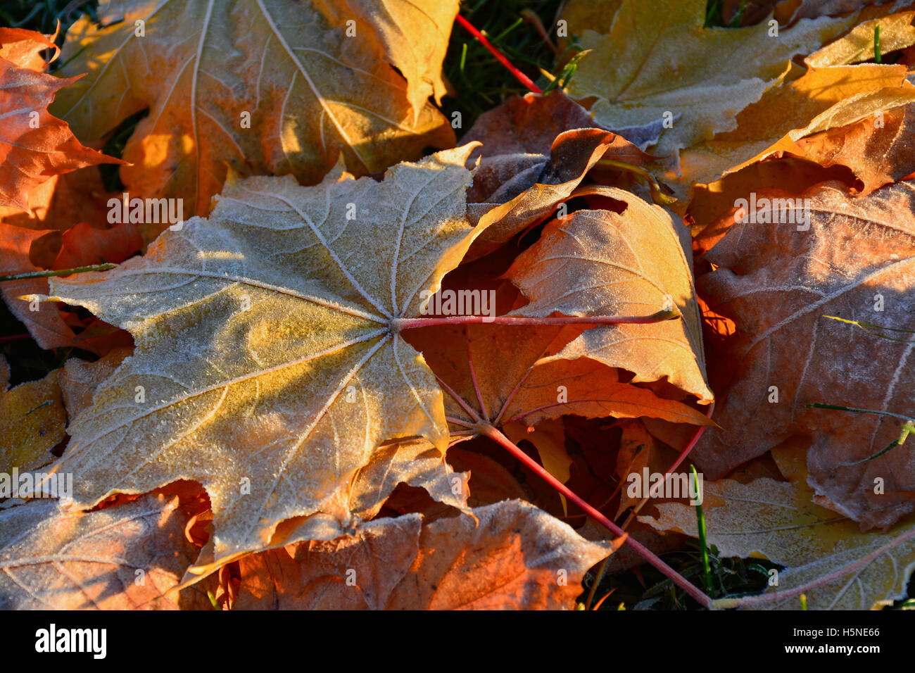 Fallen yellow maple leaves on a frosty morning on the grass Stock Photo - Alamy