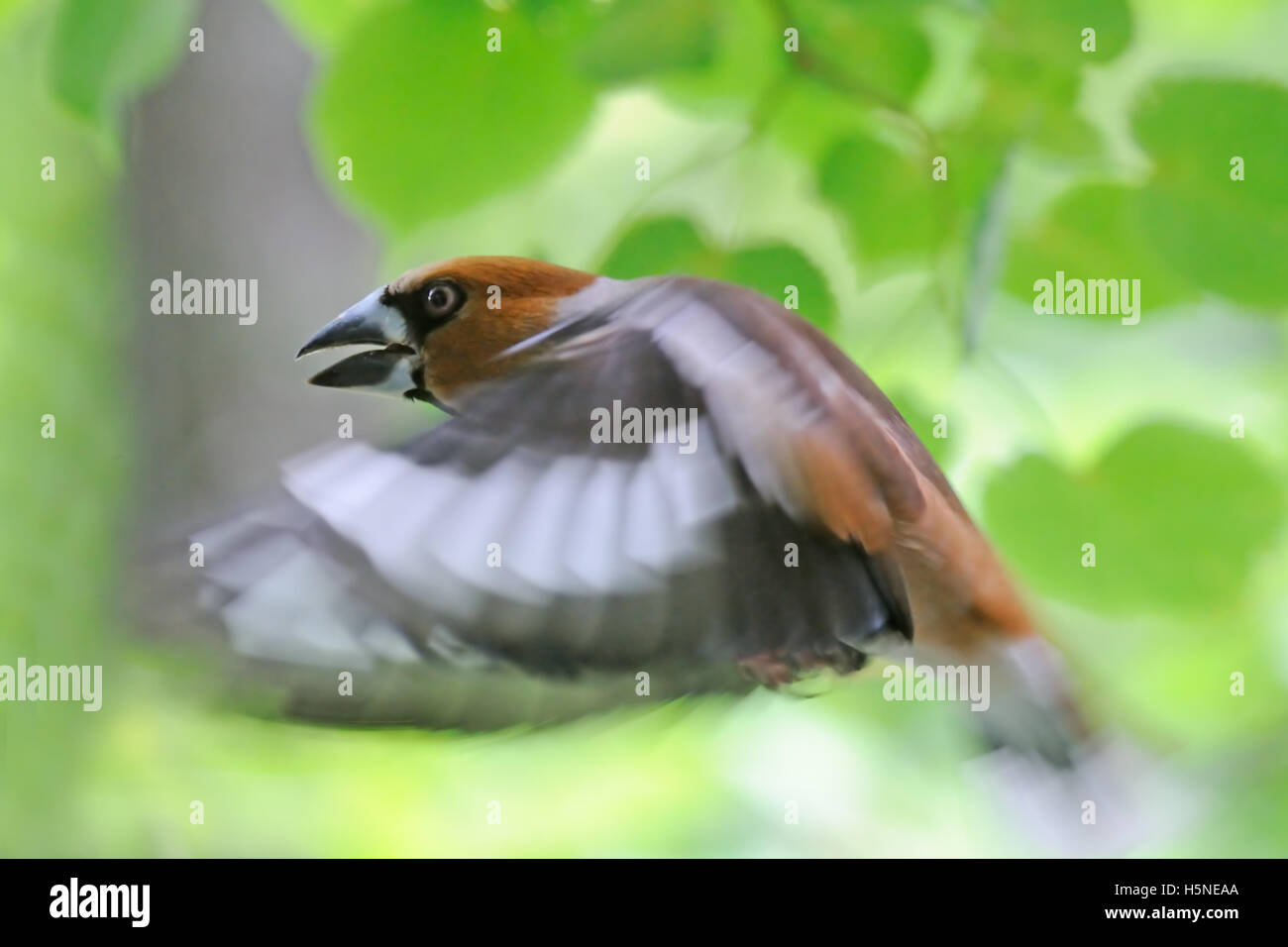 Flying Hawfinch (Coccothraustes coccothraustes) among tree leaves in ...