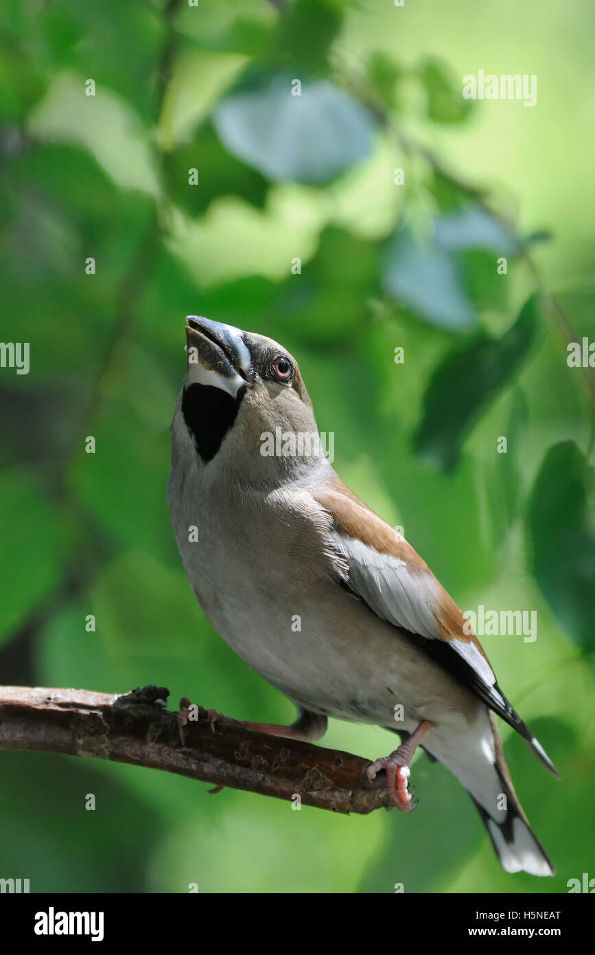 Perching female Hawfinch (Coccothraustes coccothraustes) at the tree ...