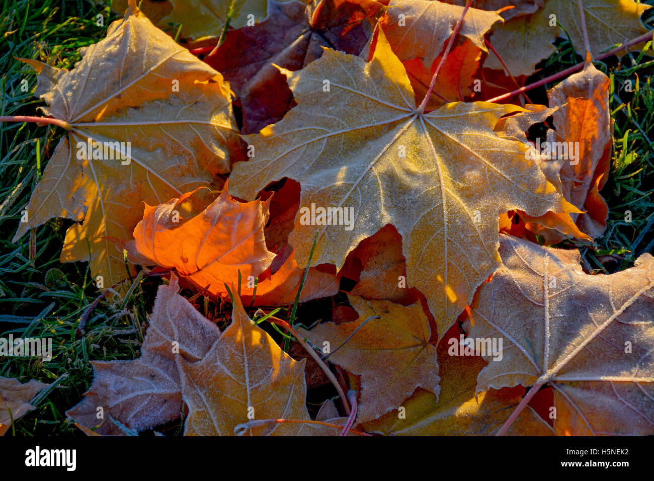 Fallen yellow maple leaves on a frosty morning on the grass Stock Photo - Alamy