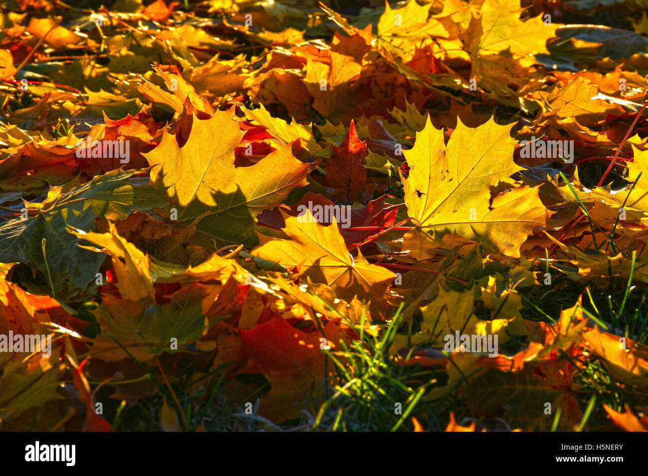 Fallen yellow maple leaves on a frosty morning on the grass Stock Photo - Alamy