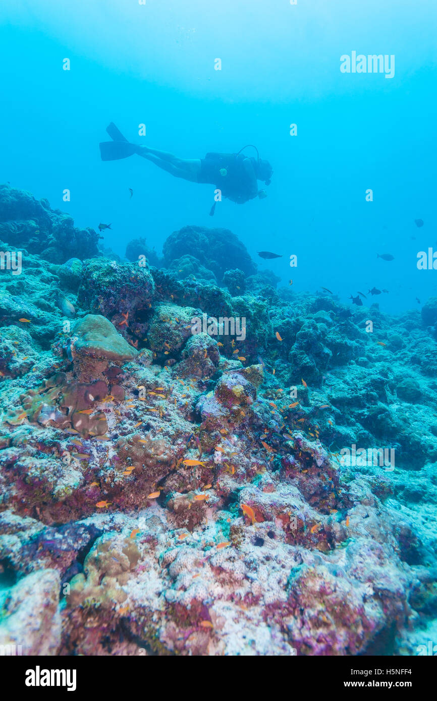 A diver swimming over a coral ledge in the Indian ocean, Maldives Stock ...