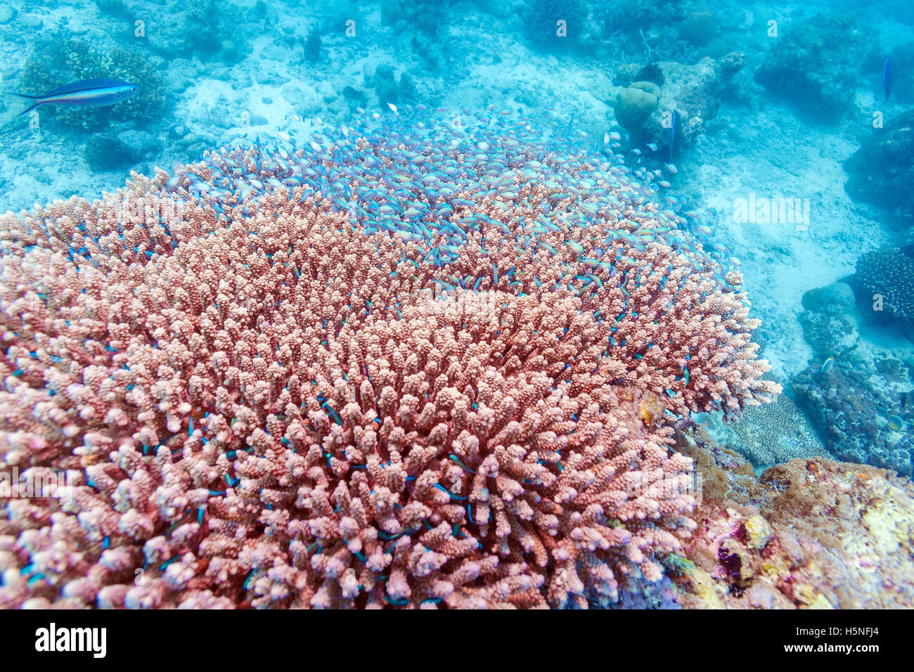 A flock of small blue fish on pink stone coral, the Maldives Stock ...