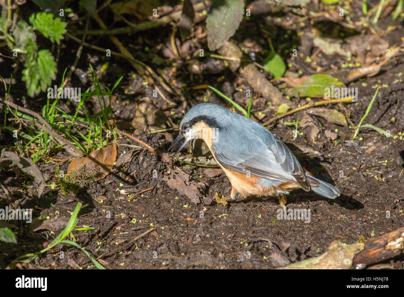 Rare capture of a Nuthatch feeding on the ground at RSPB Leighton Moss ...